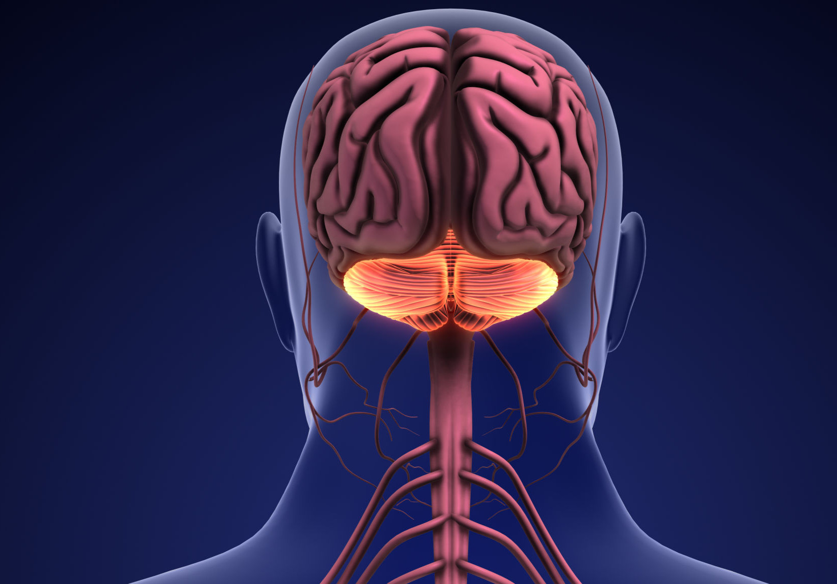 New Insights Into Sleep Regulation: Brainstem Region Locus Coeruleus ...
